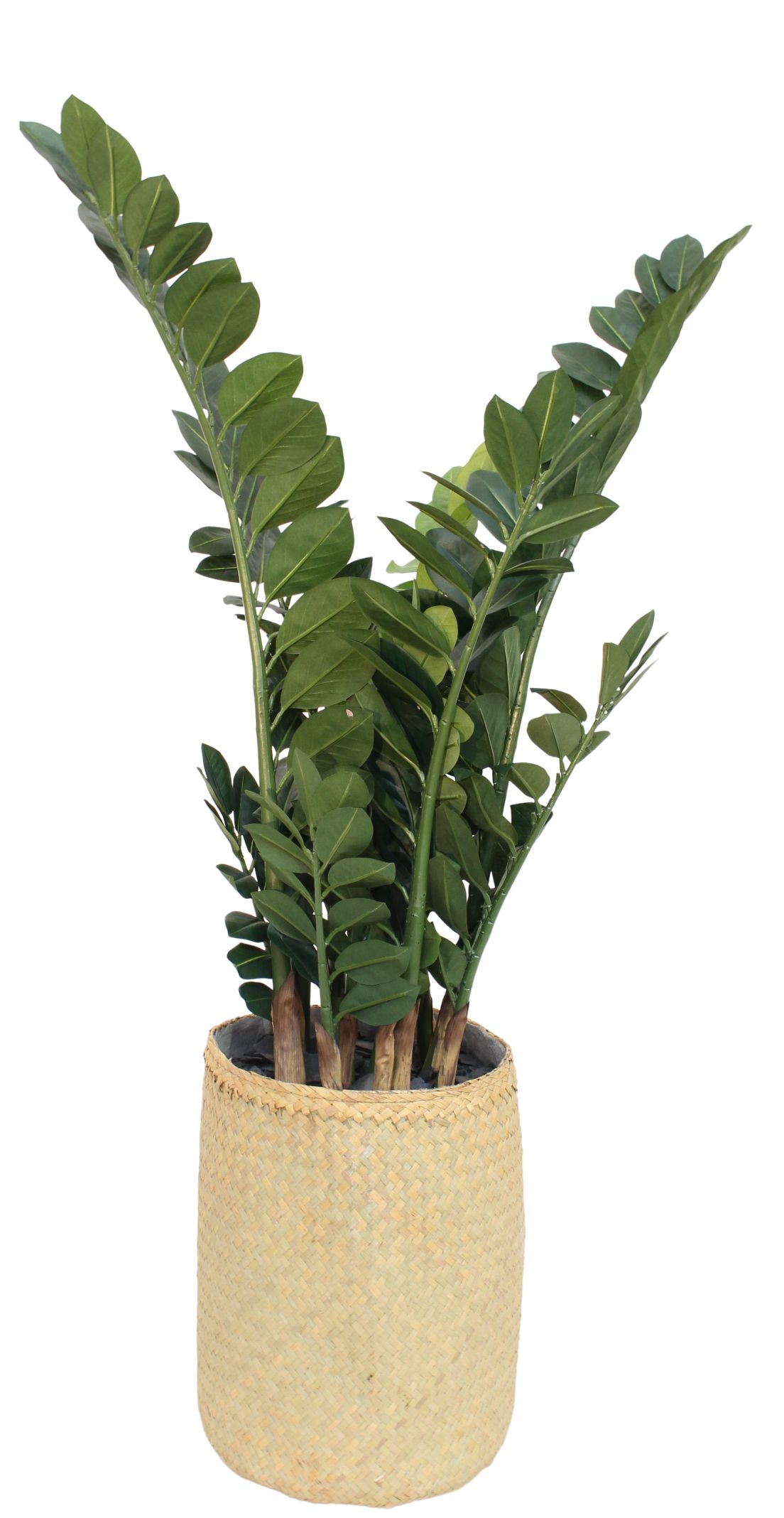 Nairobie Zamia plante artificielle Tanaman | TANAMAN A PT15 TR2